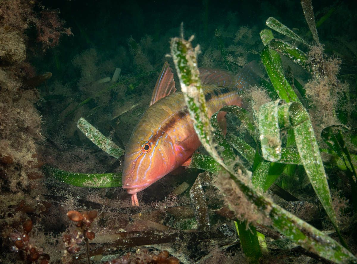 Malcolm Nobbs - 2019 April