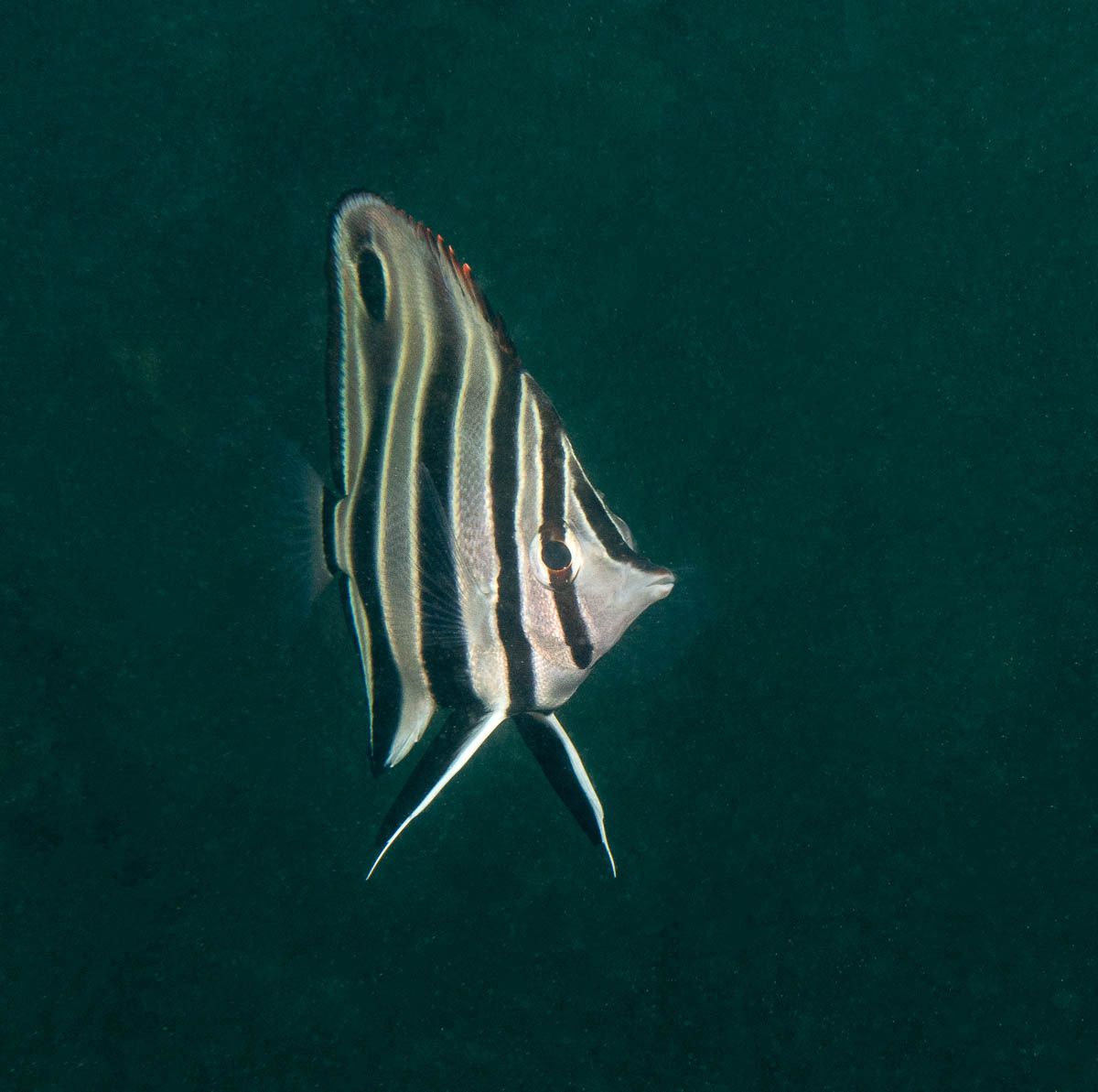 Malcolm Nobbs - 2019 April