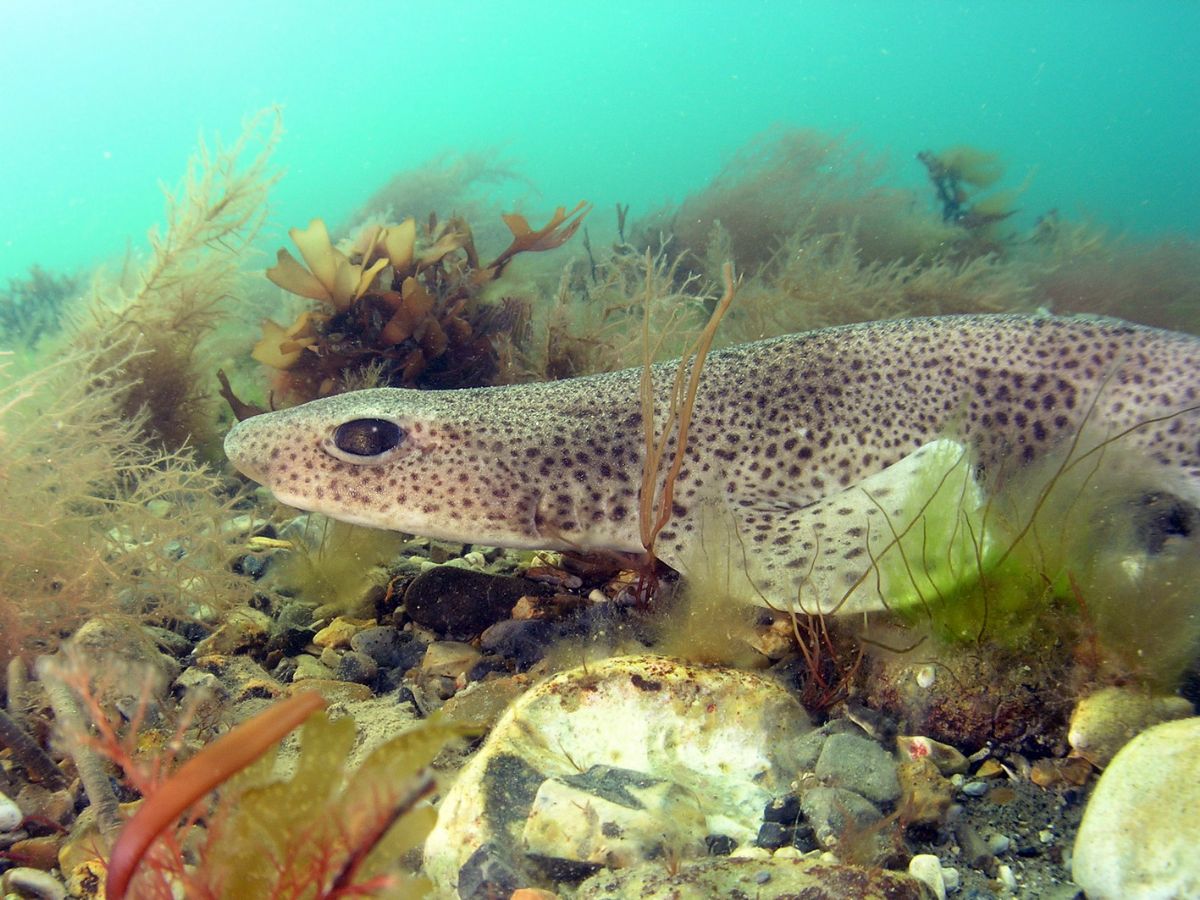 Malcolm Nobbs - May 2006