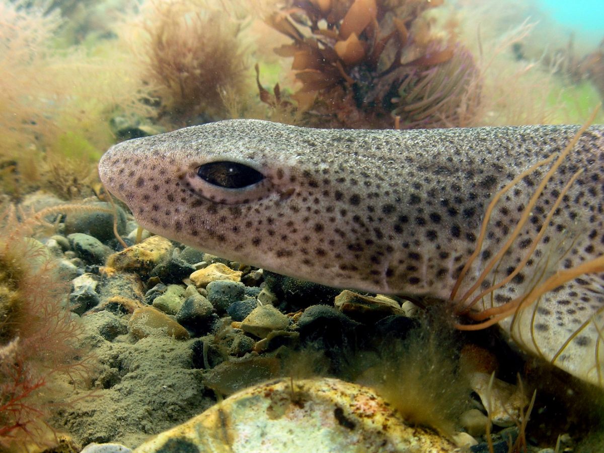 Malcolm Nobbs - May 2006