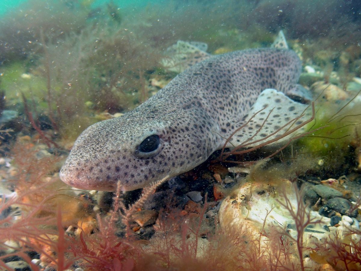 Malcolm Nobbs - May 2006