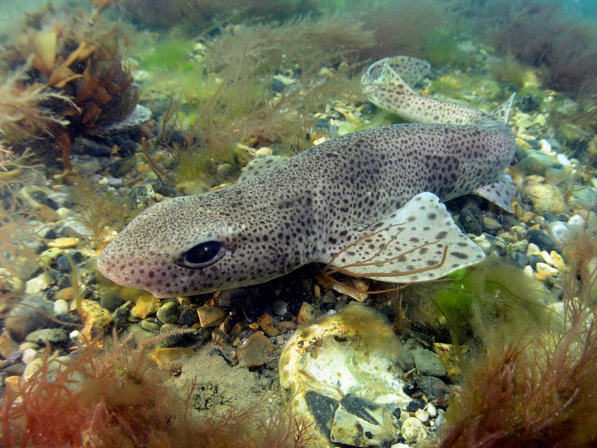 Malcolm Nobbs - May 2006