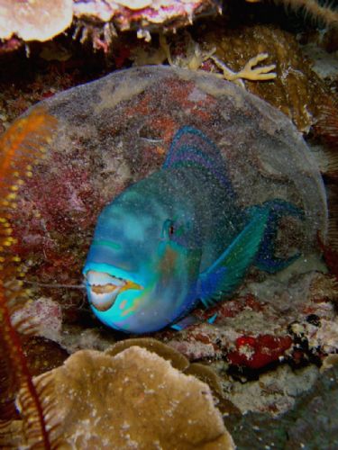 Malcolm Nobbs - parrotfish in mucus cocoon